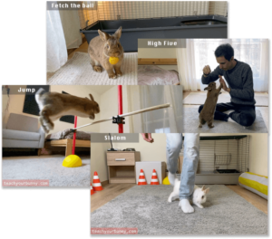 Bunny Training - Teach your Bunny to do AMAZING tricks 😍🐰