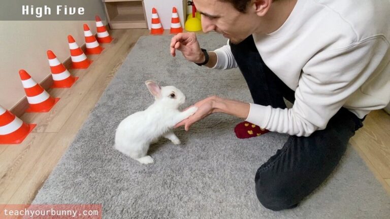 Bunny Training - Teach your Bunny to do AMAZING tricks 😍🐰