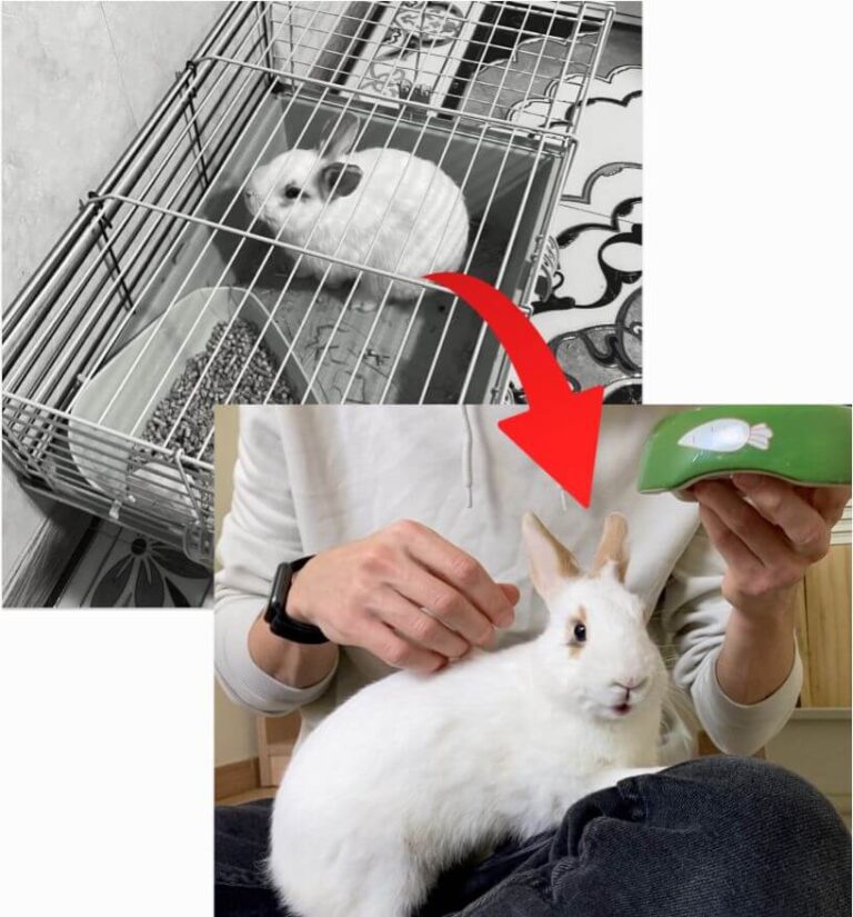 Bunny Training - Teach your Bunny to do AMAZING tricks 😍🐰