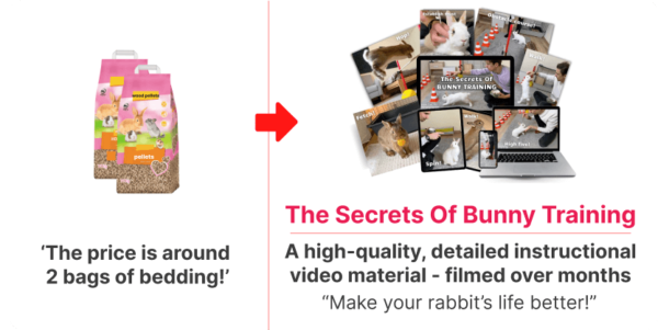 Bunny Training - Teach your Bunny to do AMAZING tricks 😍🐰