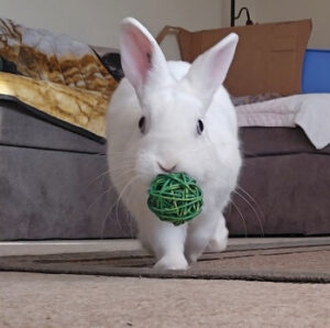 Bunny Training - Teach your Bunny to do AMAZING tricks 😍🐰